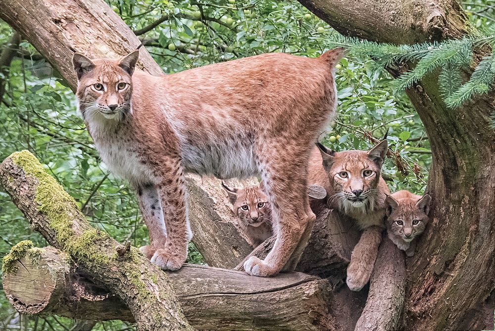 Familie Luchs Foto & Bild | nature, natur, baby Bilder auf fotocommunity