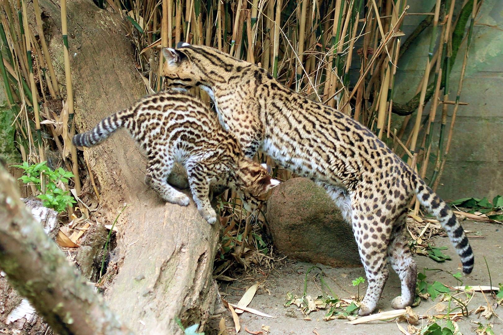 Familie Ozelot Foto & Bild | tiere, zoo, wildpark & falknerei ...