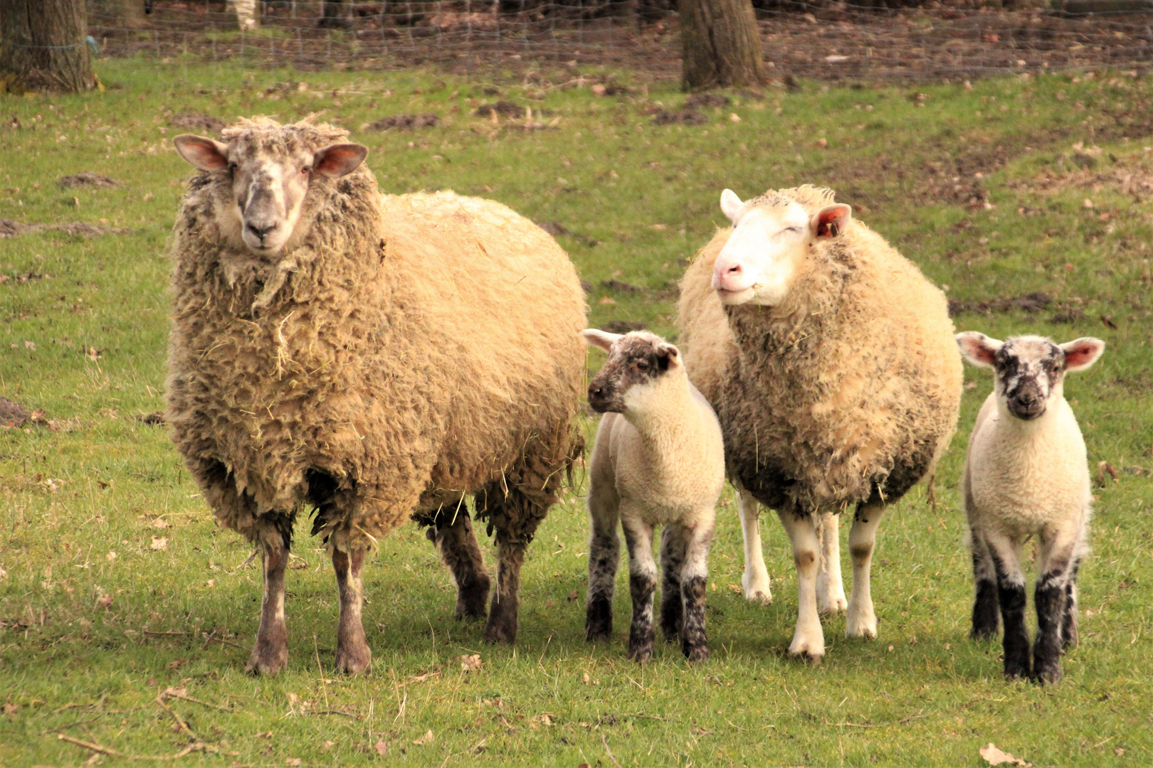 Familie Schaf im Frühling Foto & Bild | natur Bilder auf fotocommunity