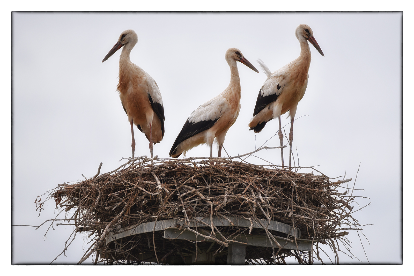 Familie Storch Foto & Bild | wildlife, natur, vögel Bilder auf ...