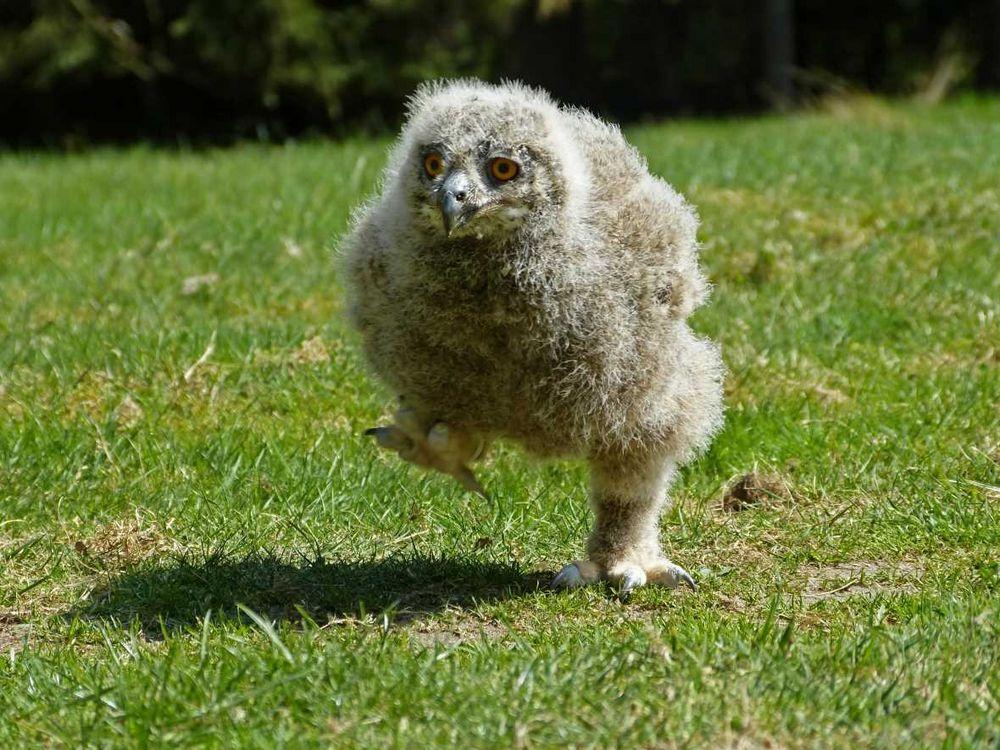 Familie Uhu hat Nachwuchs Foto & Bild | tiere, zoo, wildpark ...