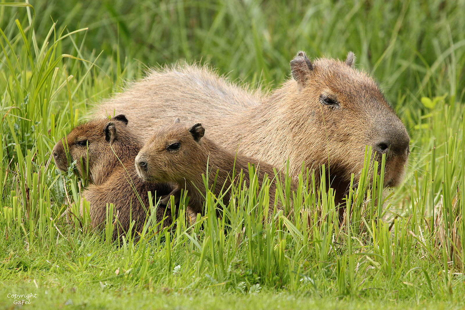 Familie Wasserschwein Foto & Bild | tiere, zoo, wildpark & falknerei ...