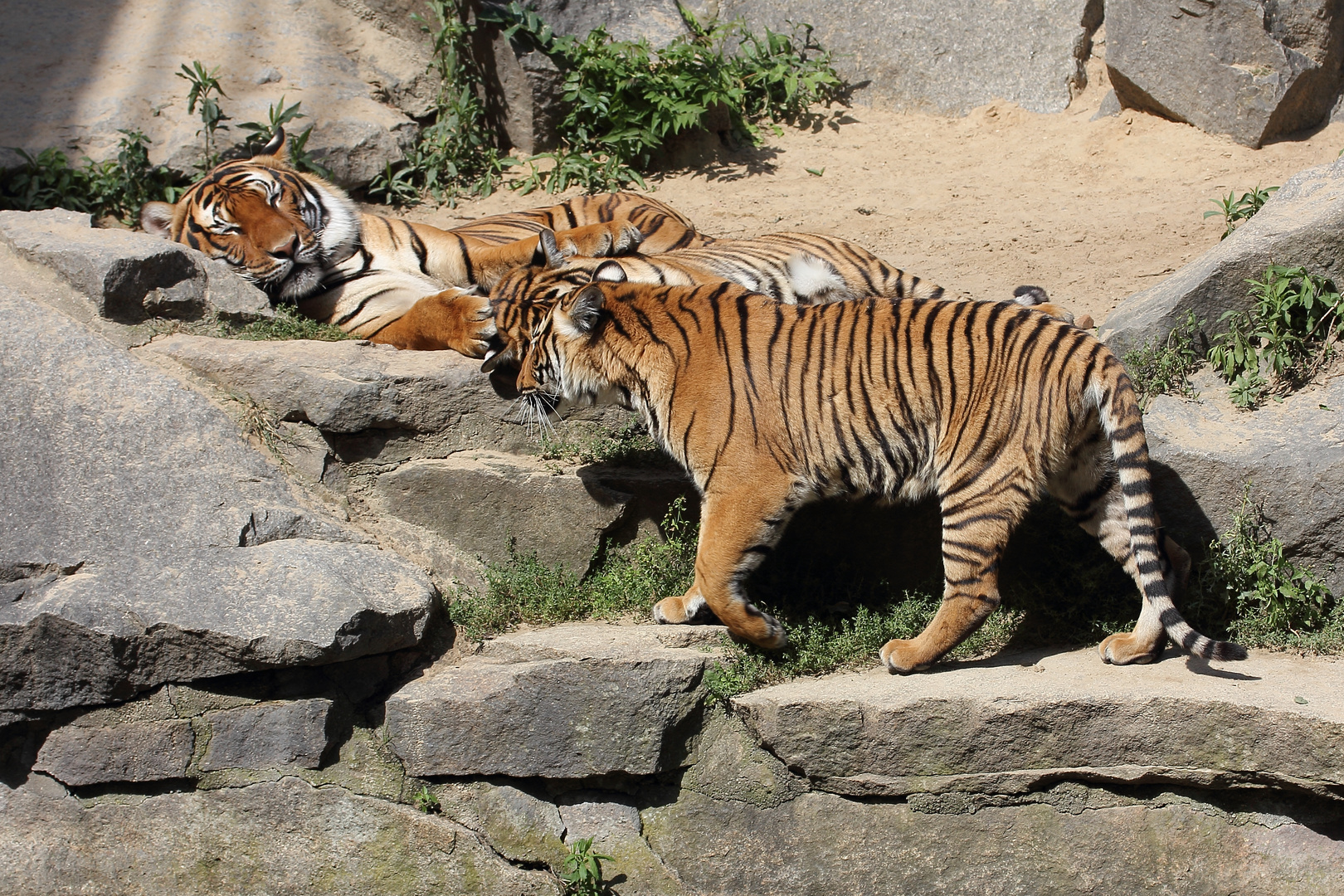 Familien-Sommertag bei den Tigern VIII Foto & Bild | tiere, zoo ...
