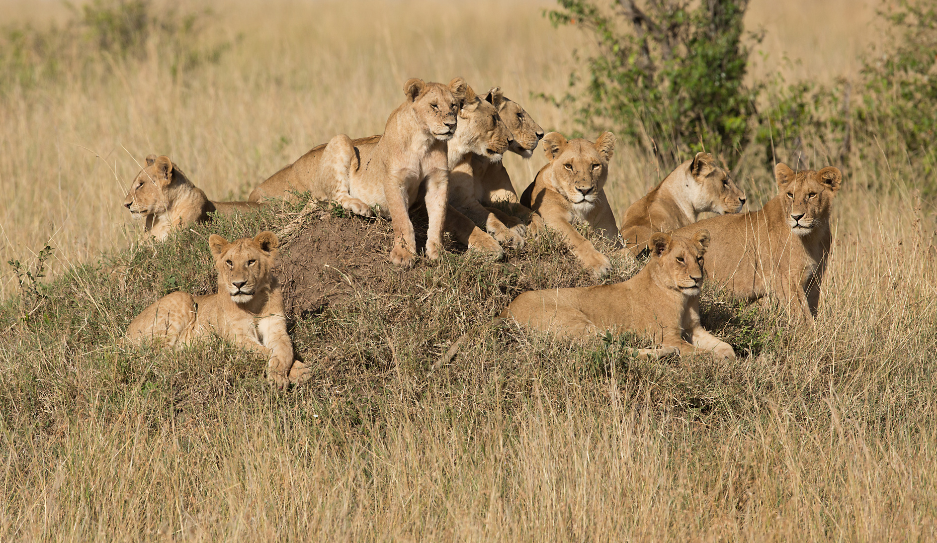 Familientreffen Foto & Bild | world, natur, afrika Bilder auf fotocommunity