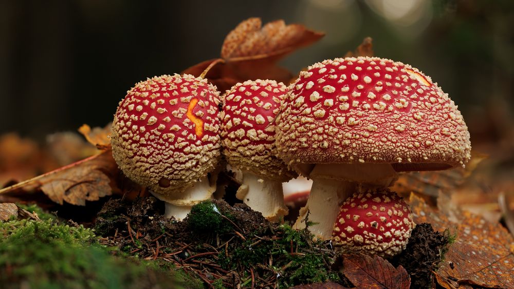 Familientreffen im Herbst 2022 Foto & Bild | pflanzen, pilze & flechten, pilze & flechten, natur ...