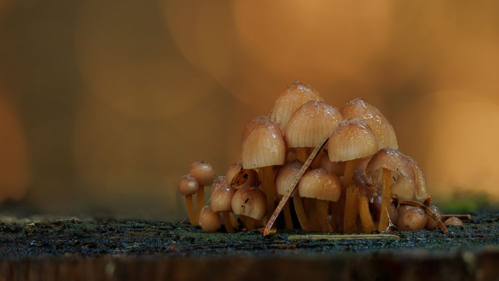 Familientreffen im Herbst 2023 Foto & Bild | pflanzen, pilze & flechten, pilze & flechten, natur ...