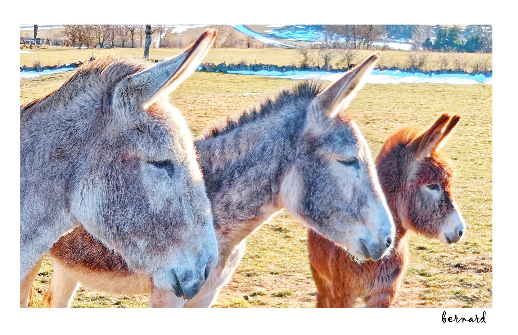 Famille Bourricot-1.jpg+++ photo et image | europe, france, cévennes ...