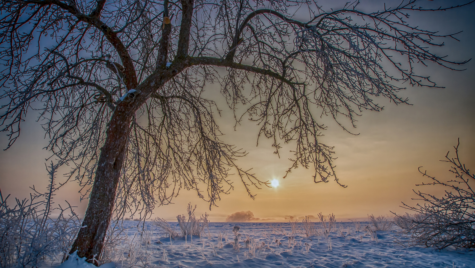 Fang die Sonne.... Foto & Bild | pflanzen, pilze & flechten, bäume ...