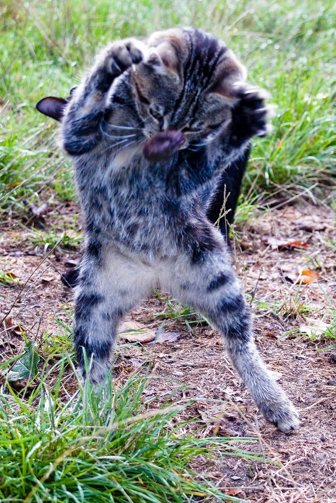 Fang ich Foto & Bild | tiere, haustiere, katzen Bilder auf fotocommunity