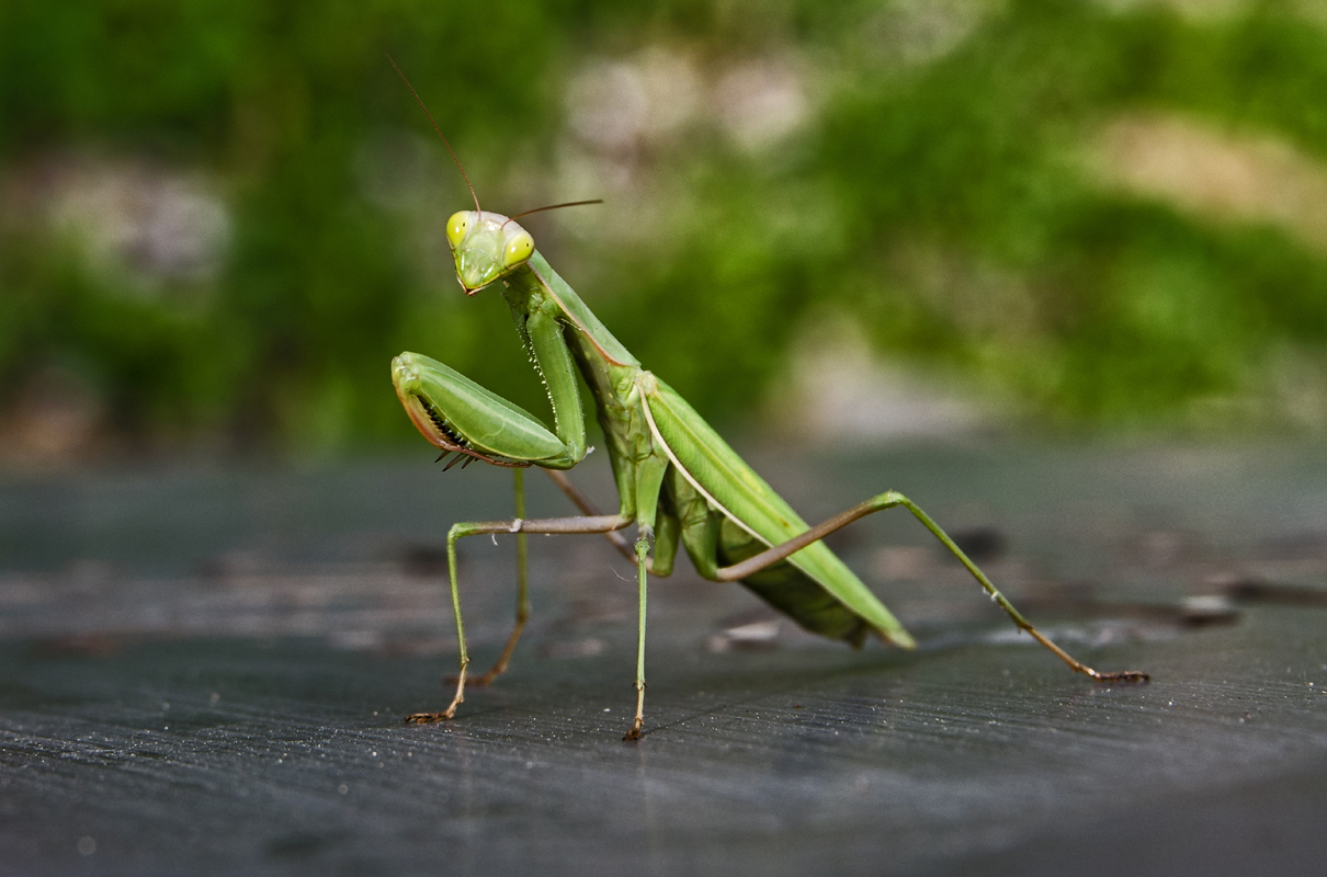 Fangschrecken oder Gottesanbeterinnen Foto & Bild | tiere, wildlife ...