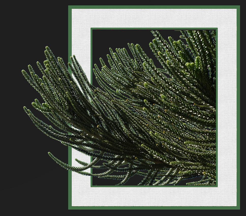 Fantaisie à la branche de pin colonaire -- Fantasie mit araucaria ...