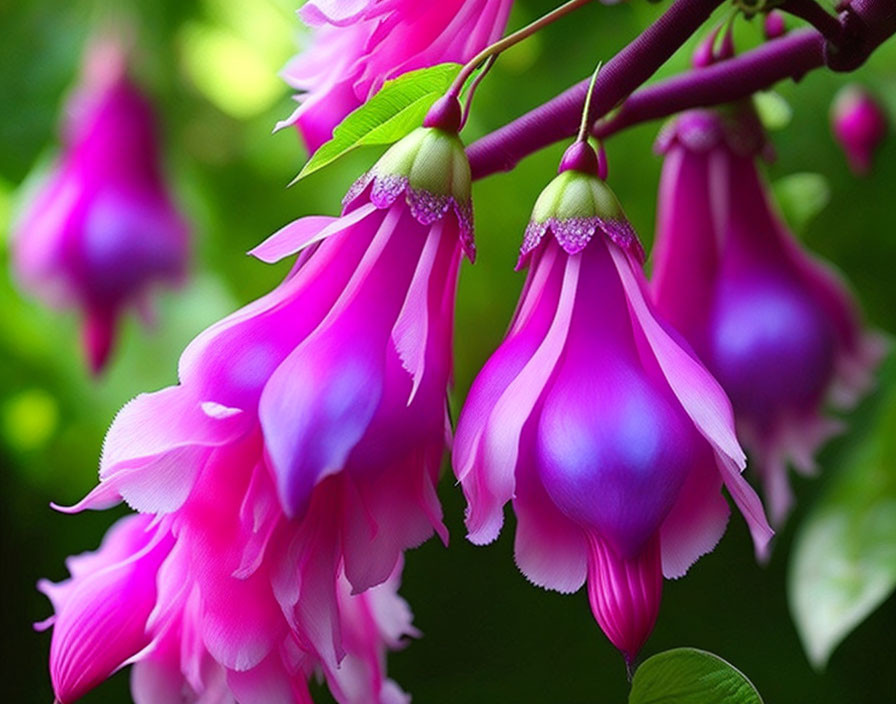 Fantasie Fuchsien mit KI Foto & Bild | natur-kreativ, bearbeitungs ...