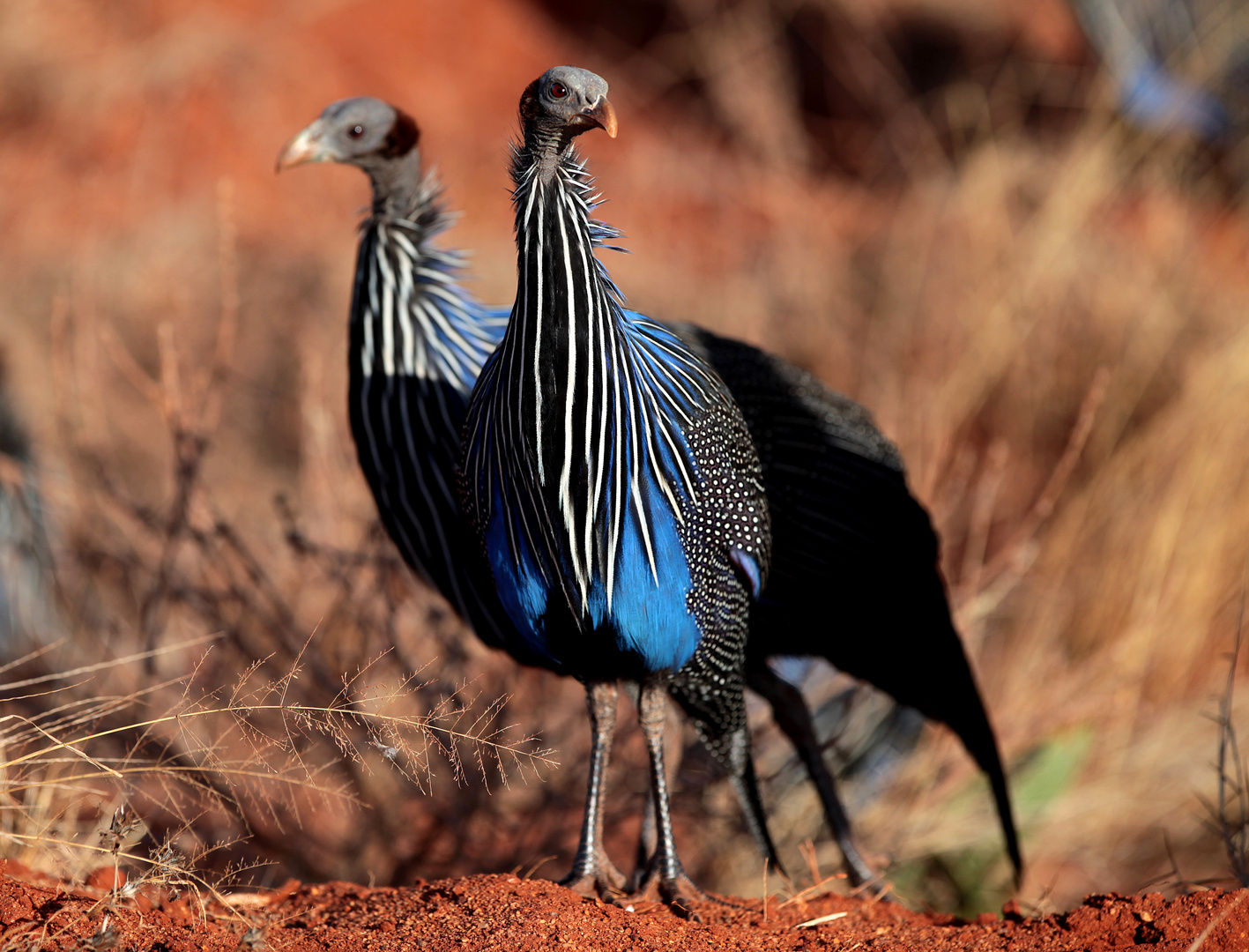faraone africane Foto % Immagini| animali, uccelli allo stato libero ...
