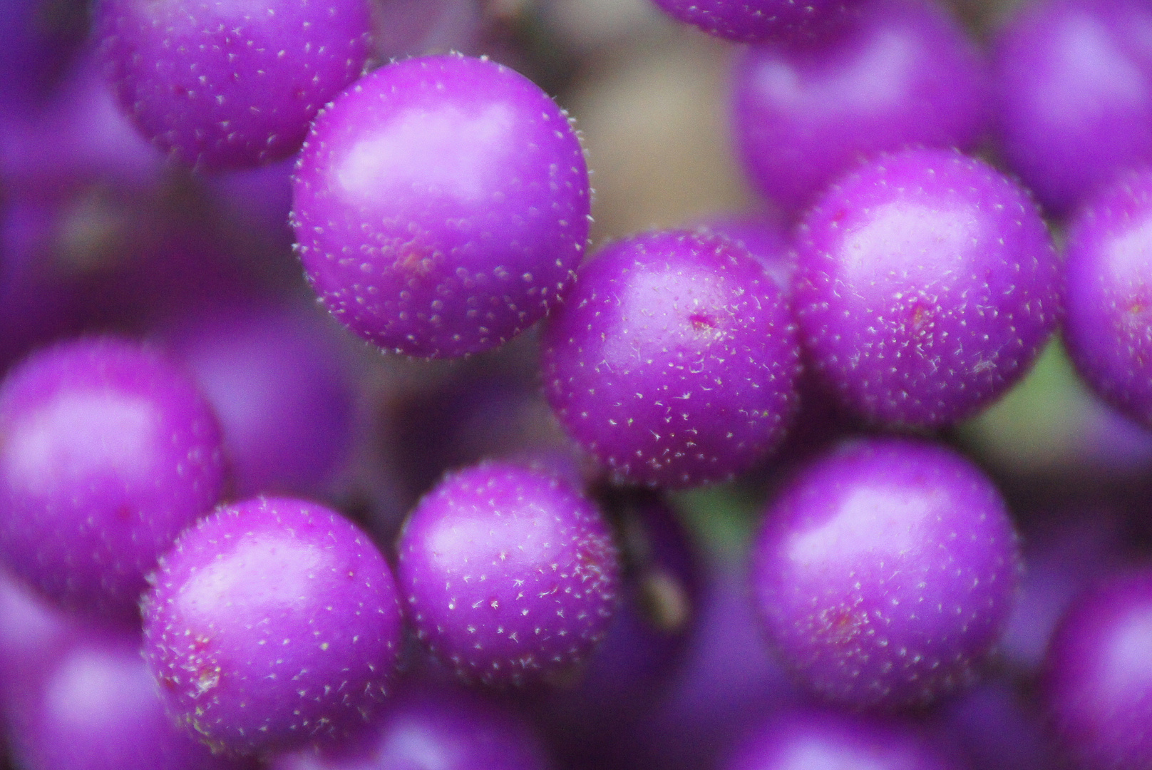 Farbe Lila: Chinesische Schönfrucht Foto & Bild | pflanzen, pilze ...