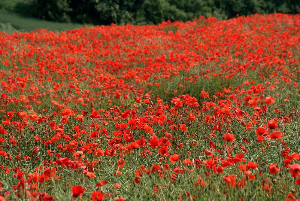 Farbe Rot: Mohn … Foto & Bild | pflanzen, pilze & flechten, blüten ...