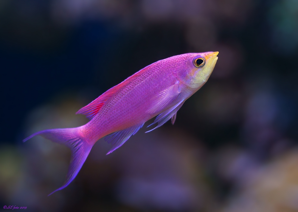 Farben im Wasser Foto & Bild | tiere, zoo, wildpark & falknerei, zoo ...