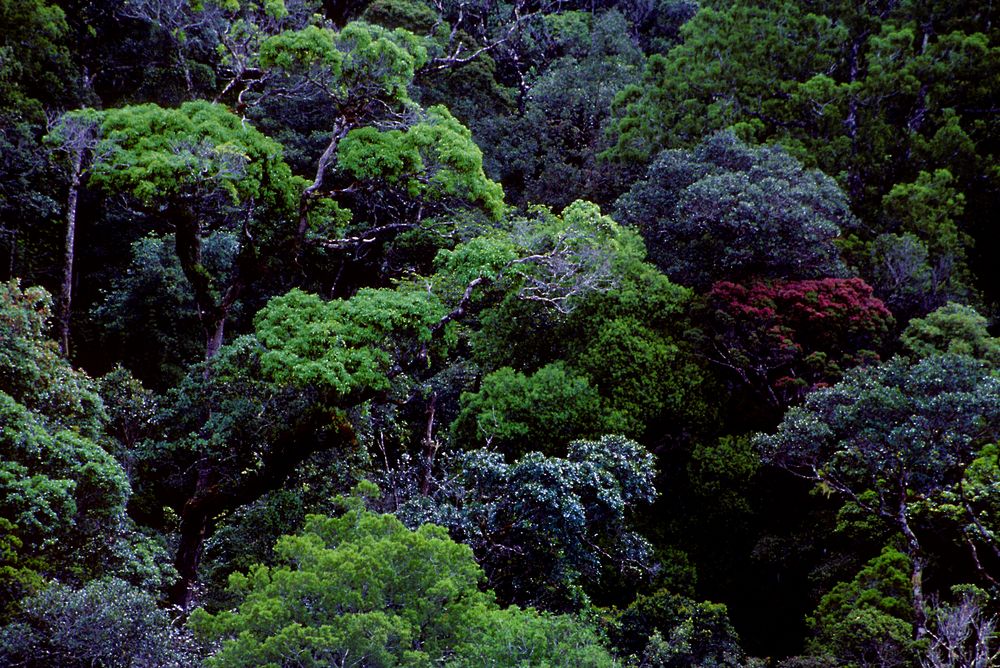 Farbenfroh zeigt sich der Regenwald Foto & Bild | asia, malaysia ...
