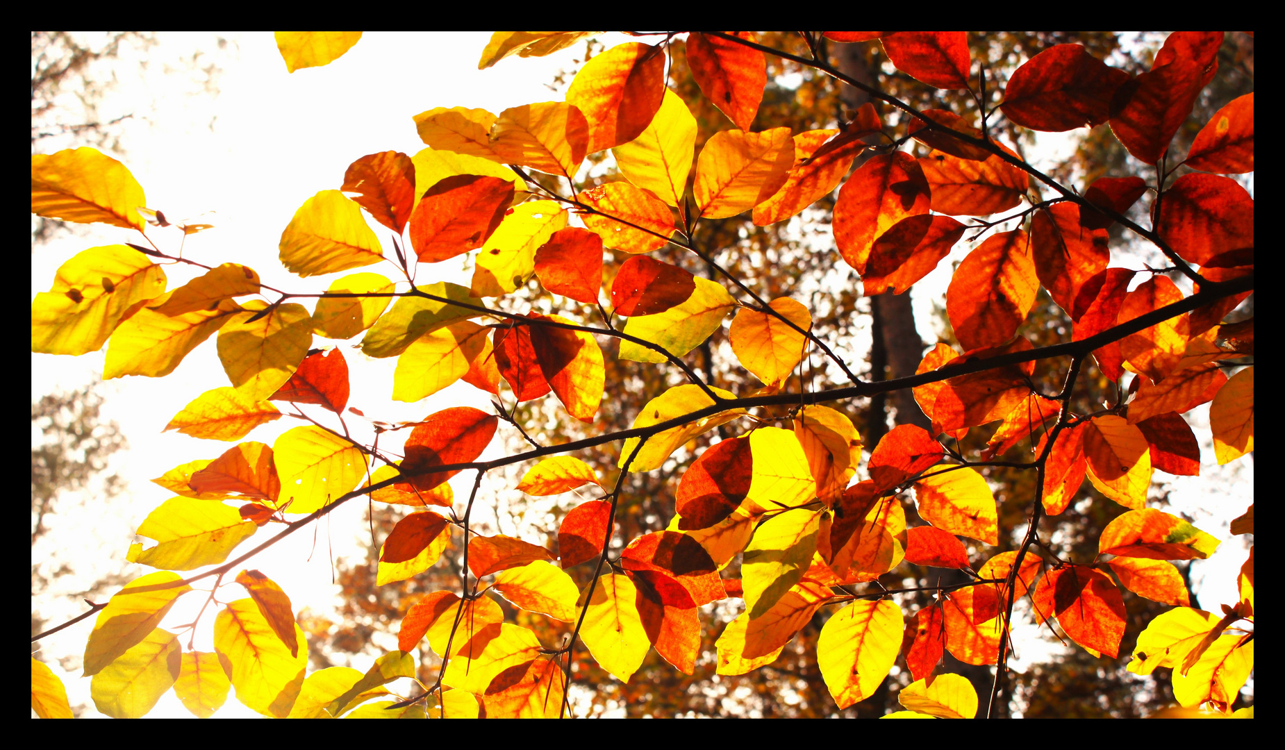 Farbenfroher Herbst Foto & Bild | landschaft, jahreszeiten, herbst Bilder auf fotocommunity