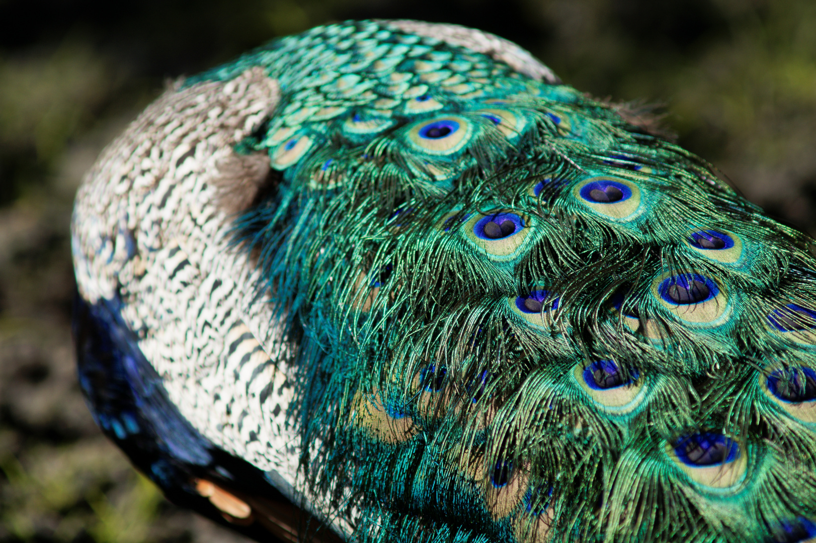 Farbenpracht - Das Auge des Pfaus Foto & Bild | nature, bird, animals ...