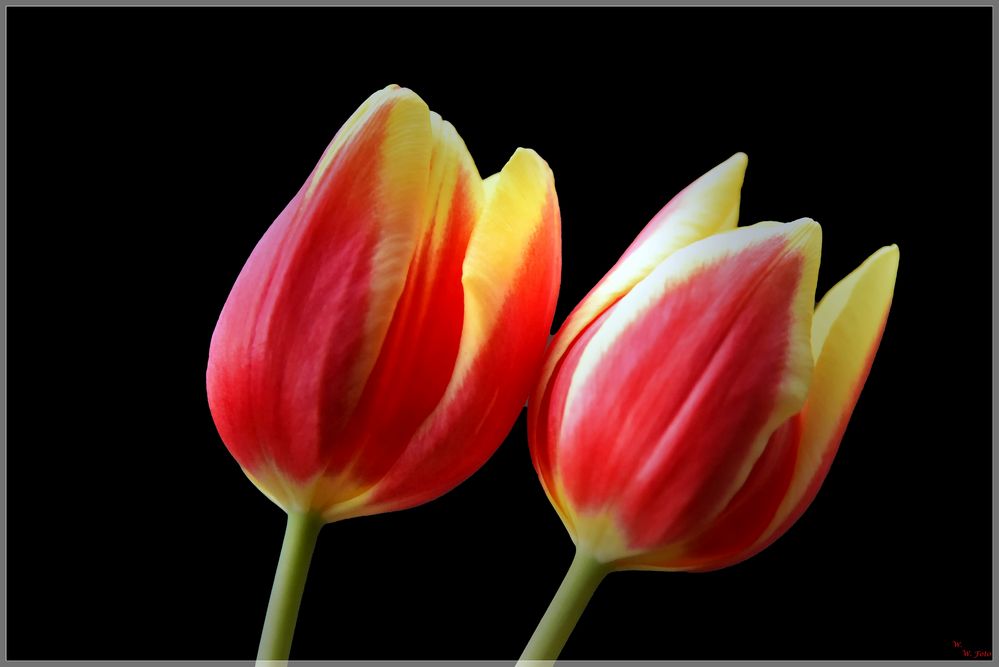 Farbenspiel Foto & Bild | tulpen, frühling, natur Bilder auf fotocommunity