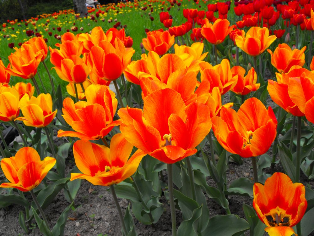 Farbenspiel: Rot-gelbe Tulpen Foto & Bild | pflanzen, pilze & flechten, blüten- & kleinpflanzen ...