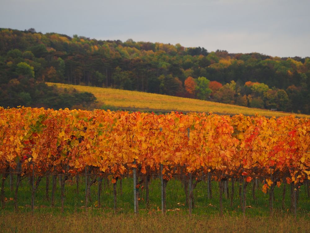 Farbexplosion Foto & Bild | landschaft, jahreszeiten, herbst Bilder auf fotocommunity