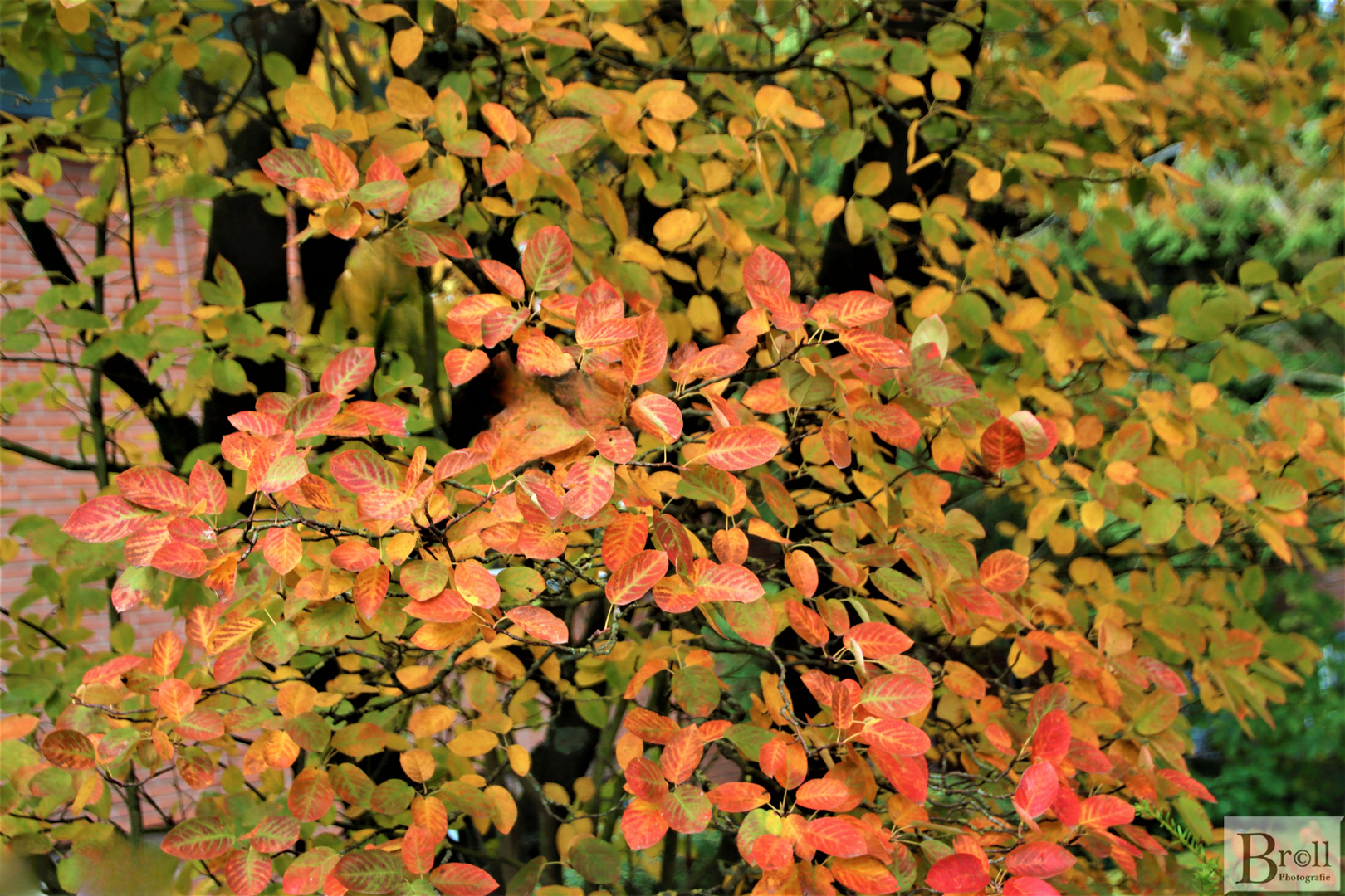 Farbige Blätter im Herbst 2022 Foto & Bild | jahreszeiten, herbst ...