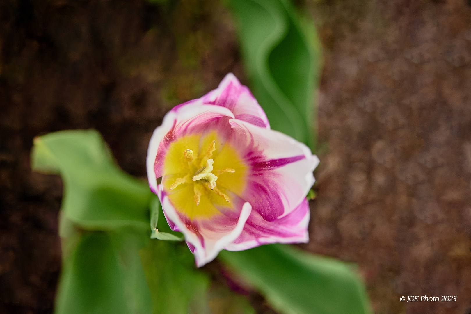 Farbige Tulpe Foto & Bild | pflanzen, pilze & flechten, blüten- & kleinpflanzen, wildpflanzen ...