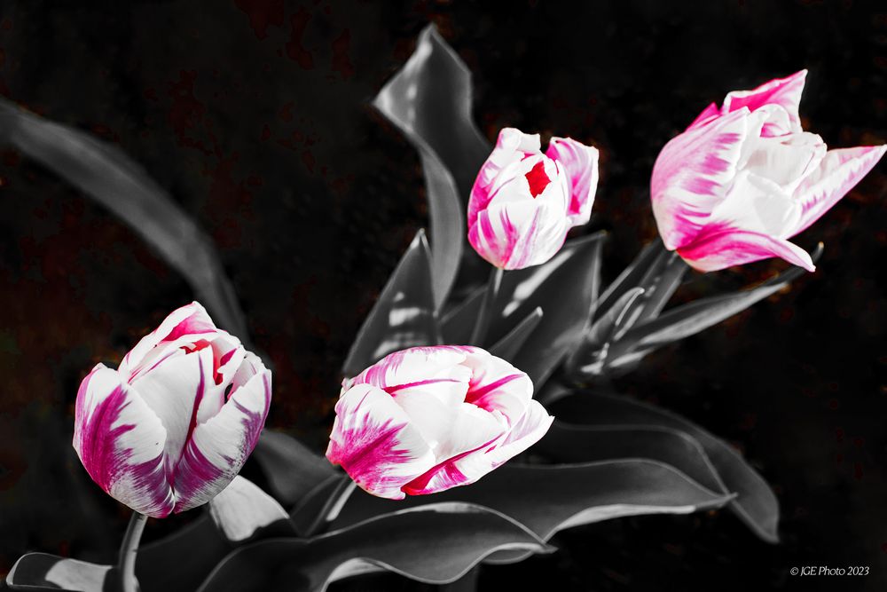 Farbige Tulpen im Garten SW/Farbkombination Foto & Bild | pflanzen ...