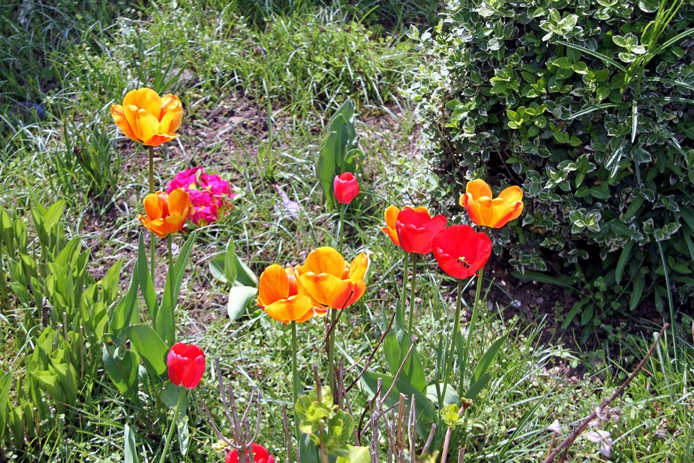 Farbige Tulpen in meinem Garten Foto & Bild | jahreszeiten, fotos, natur Bilder auf fotocommunity