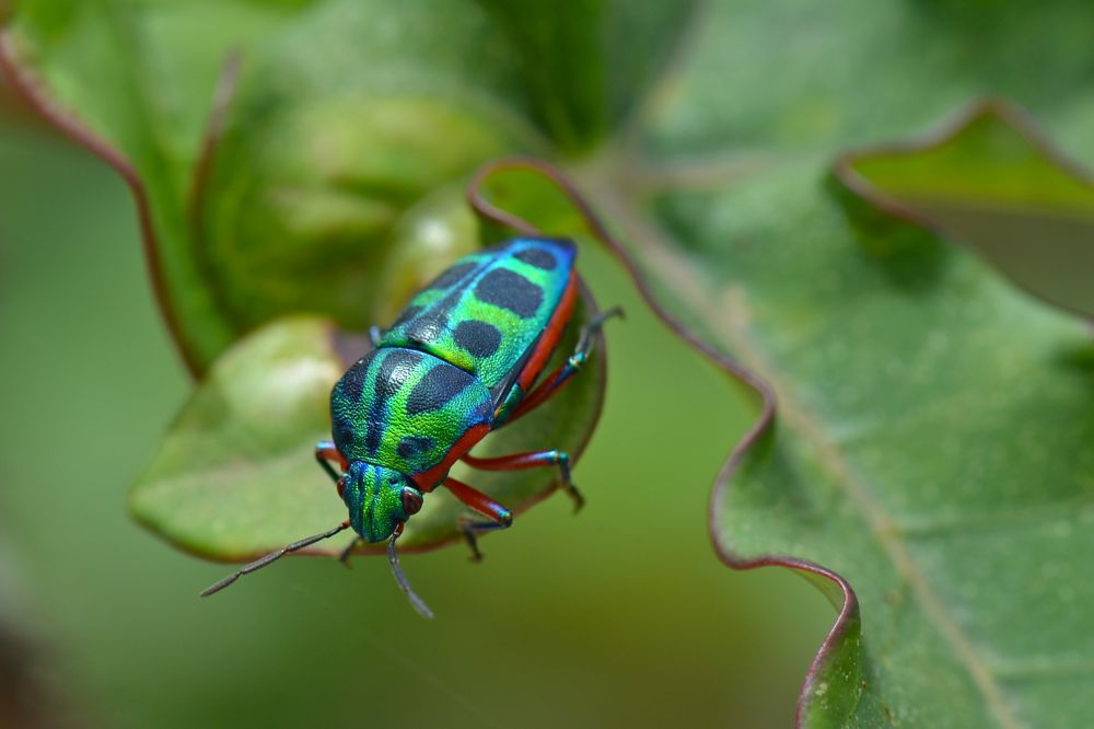 Farbige Wanze Foto & Bild | tiere, wildlife, wildlife: sonstige tiere ...