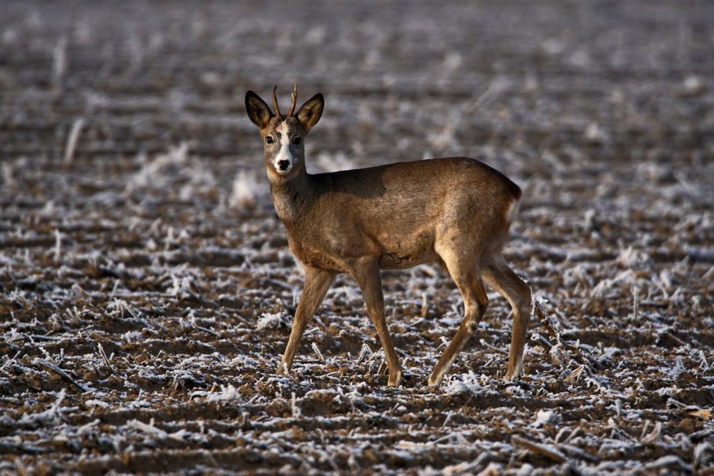Farbiges Rehwild Foto & Bild | tiere, wildlife, säugetiere Bilder auf ...