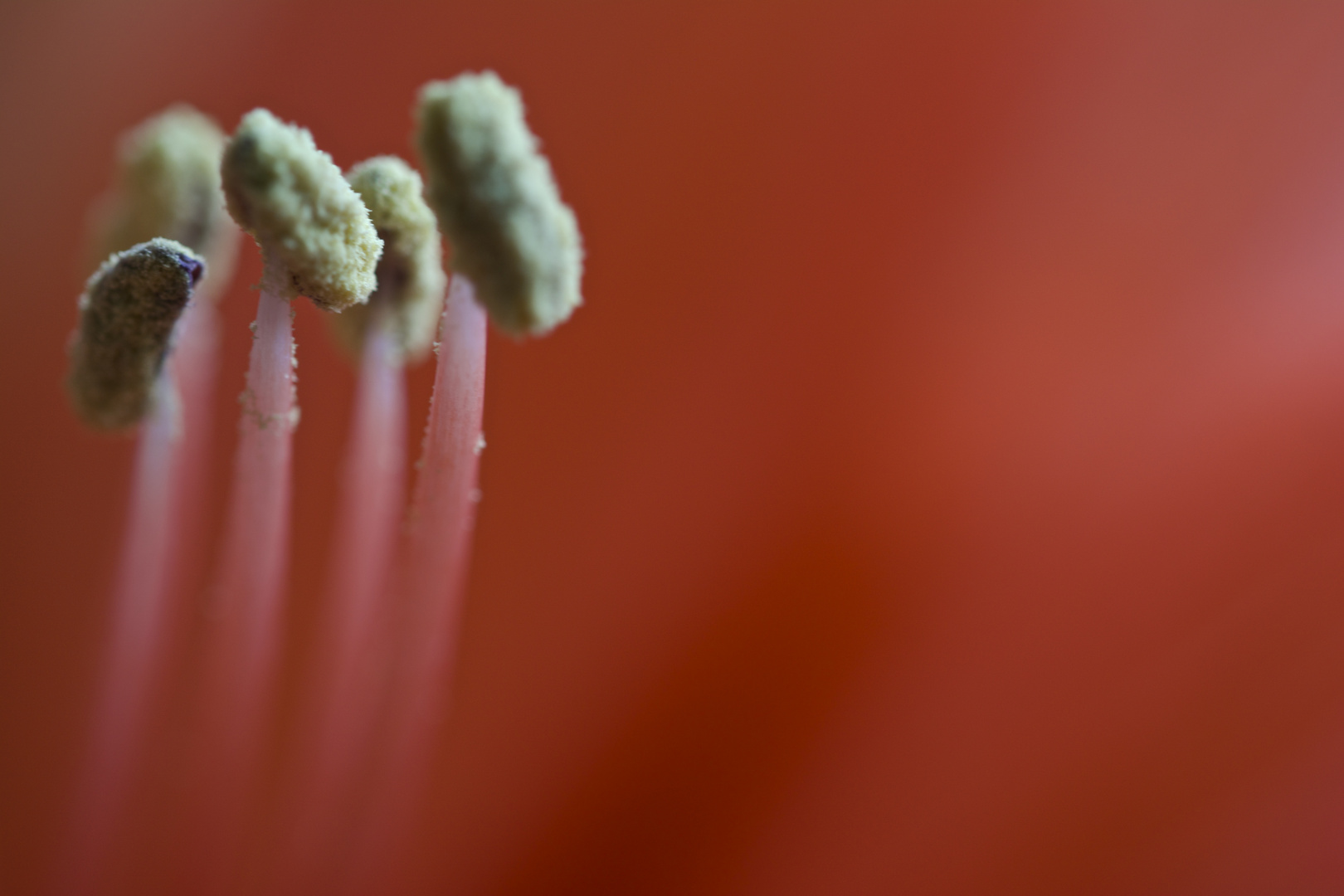 Farbklecks in Rot zwischen den Jahren Foto & Bild | natur-kreativ ...