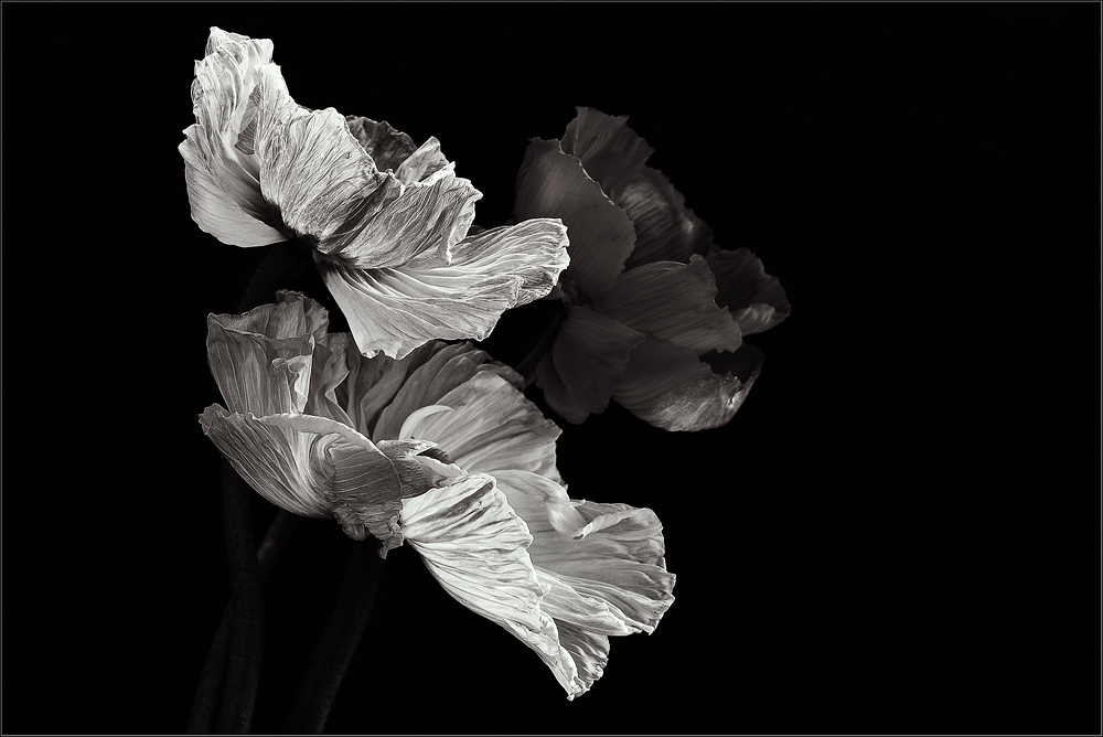 farblos Foto & Bild | pflanzen, pilze & flechten, blüten ...