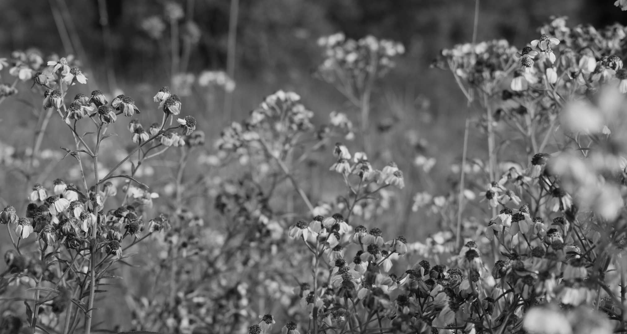 Farblos... Foto & Bild | abstraktes, natur-kreativ, aufnahmetechniken ...