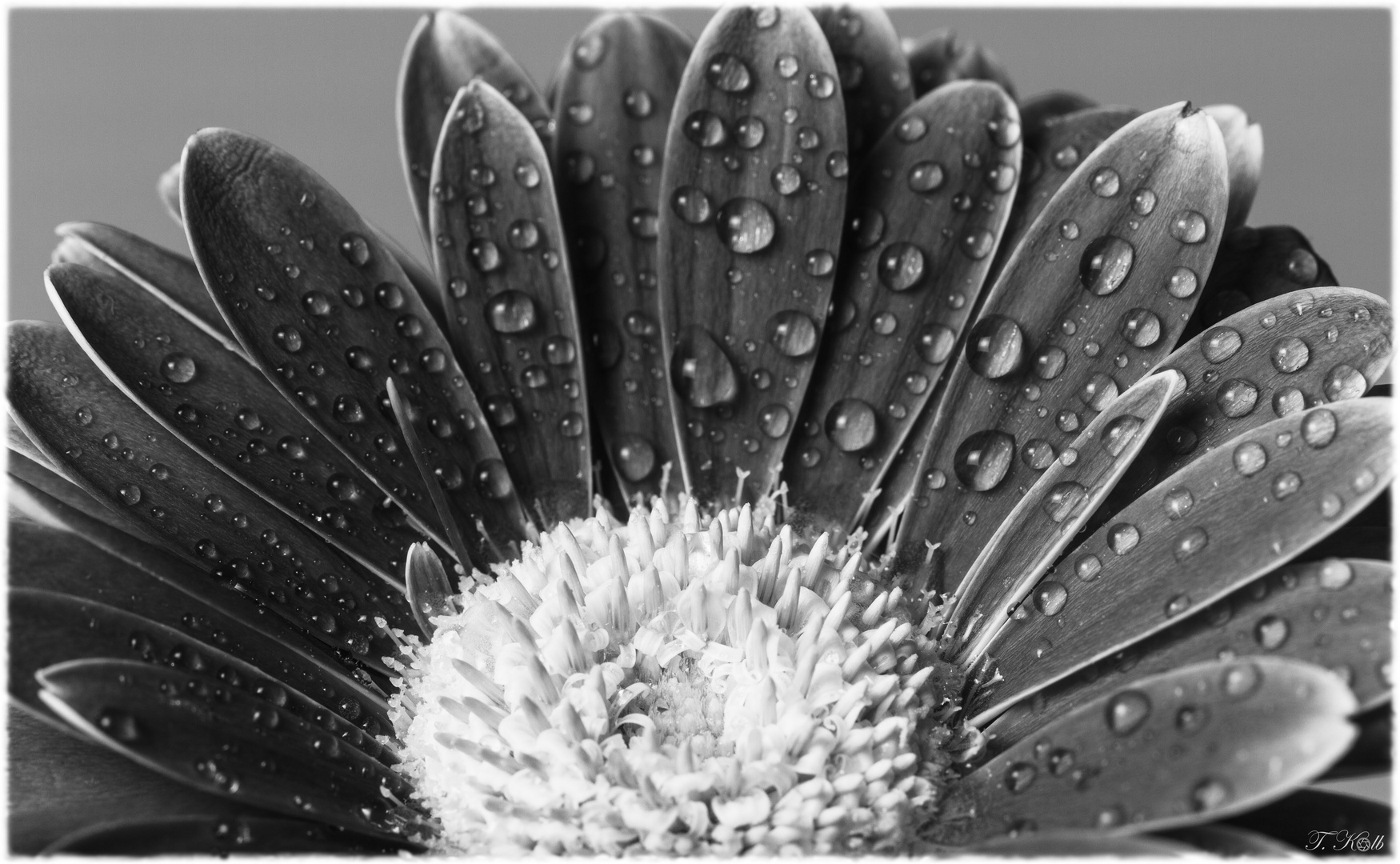 farblos Foto & Bild | pflanzen, pilze & flechten, natur-makros ...