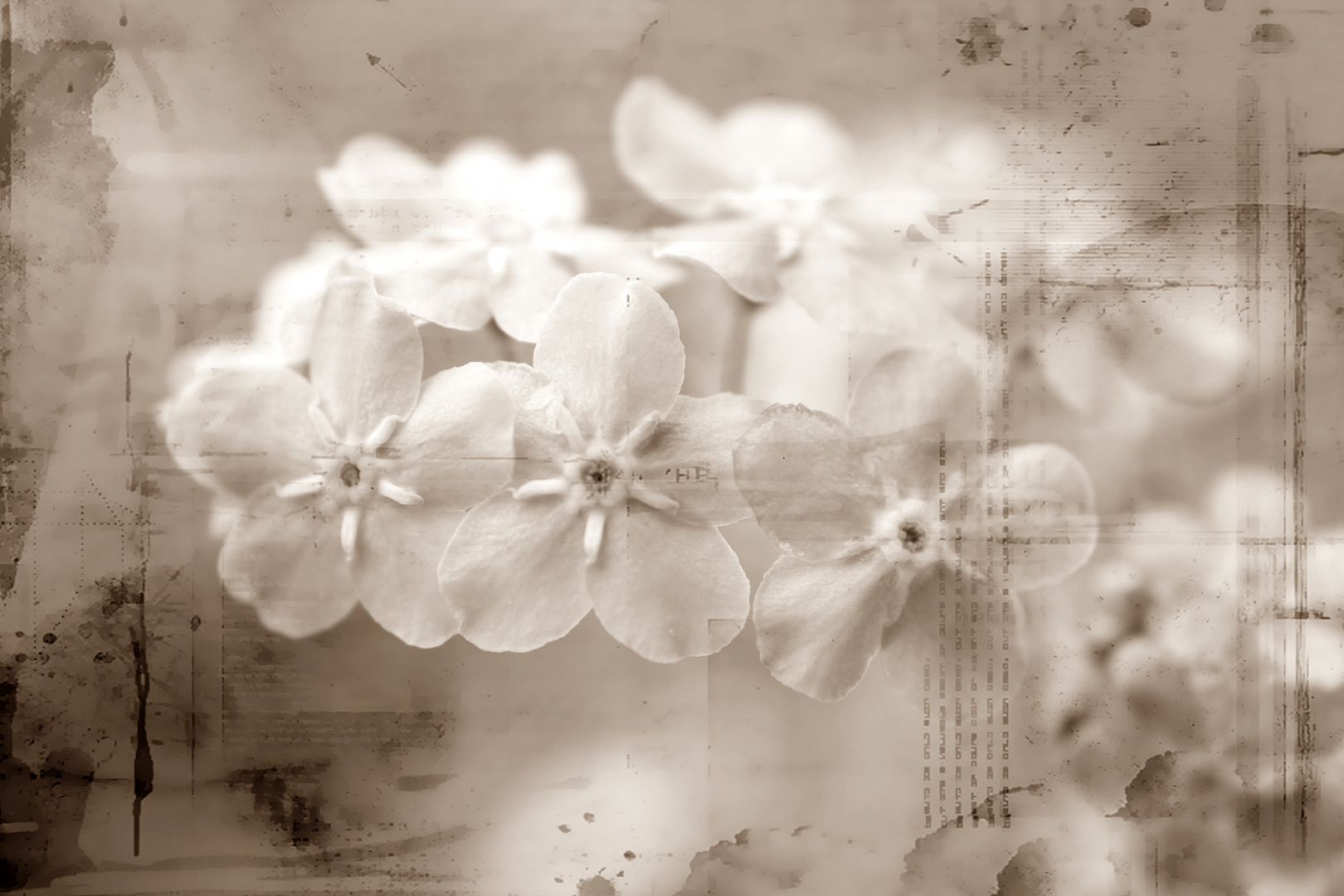 farblos Foto & Bild | frühling, jahreszeit, natur Bilder auf fotocommunity