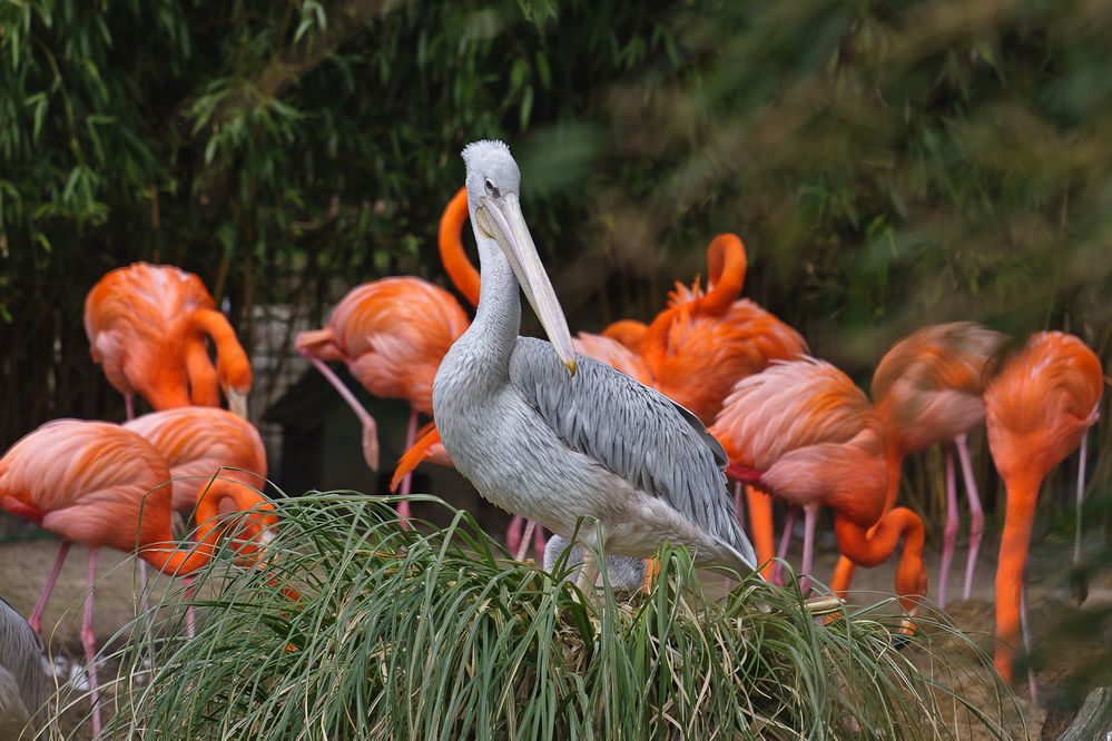 farblos Foto & Bild | tiere, zoo, wildpark & falknerei, vögel Bilder ...
