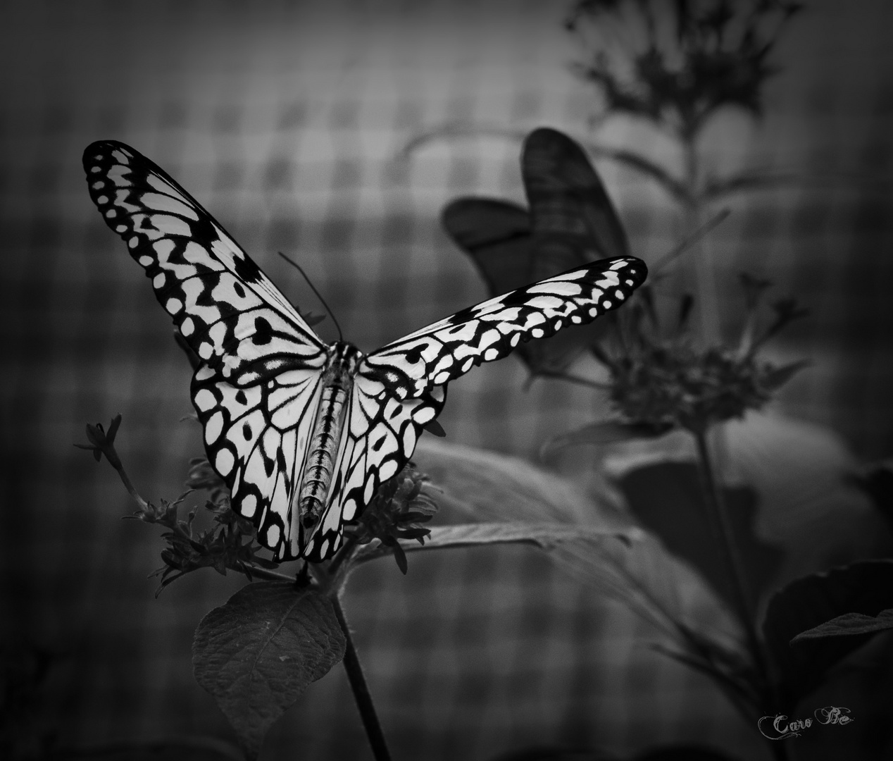 Farblos Foto & Bild | tiere, leben, natur Bilder auf fotocommunity