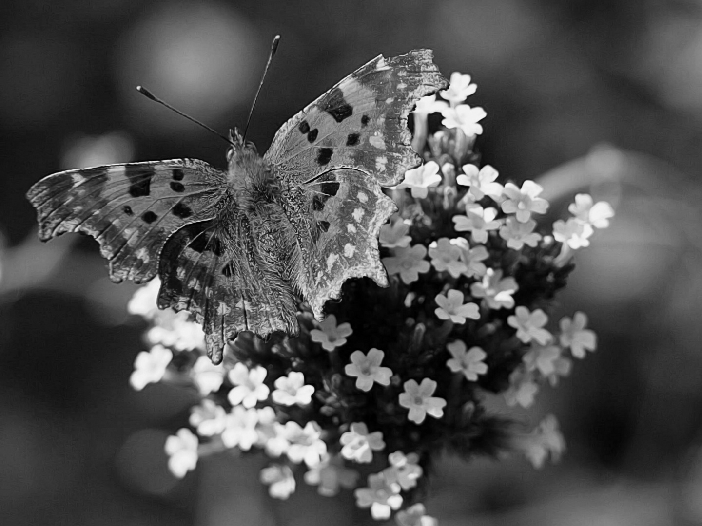 Farblos Foto & Bild | tiere, wildlife, schmetterlinge Bilder auf ...