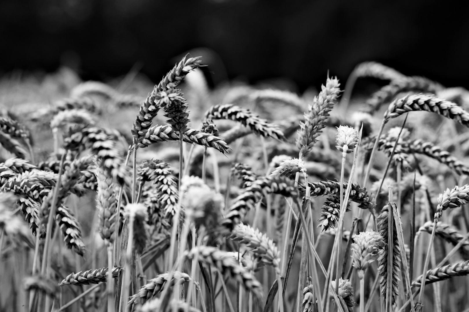 Farblos, statt goldgelb Foto & Bild | pflanzen, pilze & flechten ...