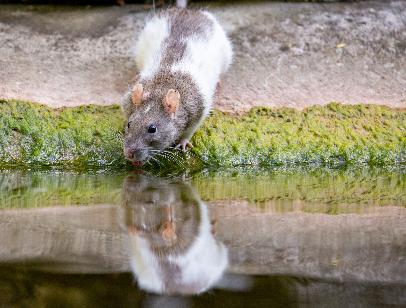 Farbratte beim Trinken Foto & Bild | park, world, sommer Bilder auf ...