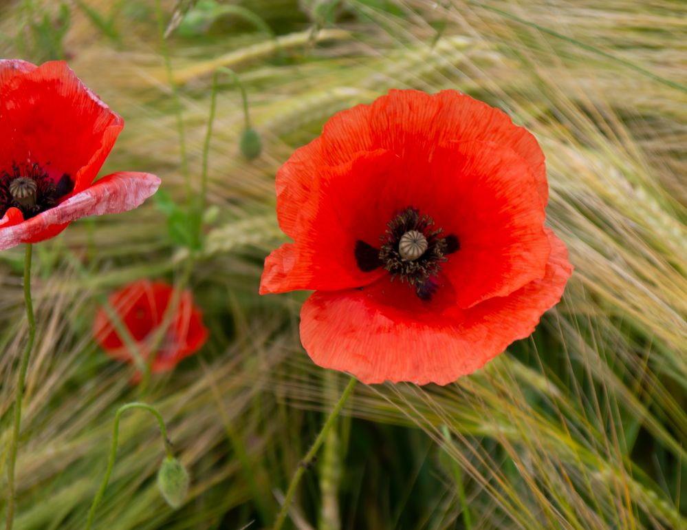 Farbtupfer im Kornfeld Foto & Bild | pflanzen, pilze & flechten, blüten- & kleinpflanzen, rot ...
