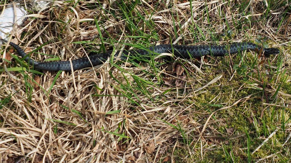 FARBVARIANTE DER KREUZOTTER IM VENNER MOOR Foto & Bild | tiere ...