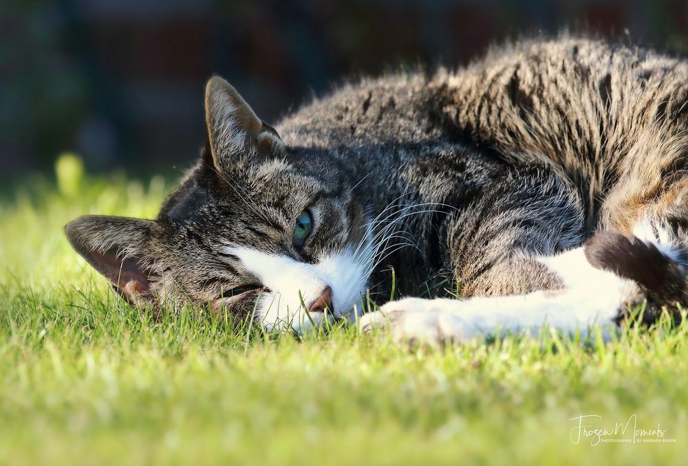 FAREWELL Foto & Bild | tiere, haustiere, katzen Bilder auf fotocommunity