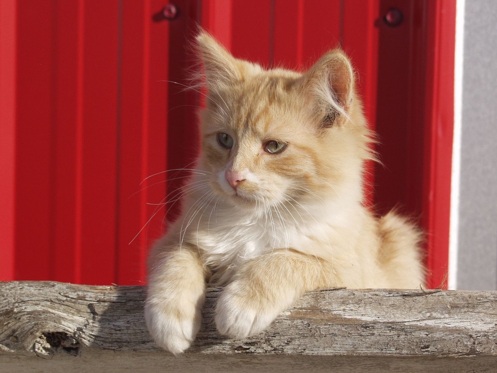 Farm Cat Foto & Bild | animals, cats, pets & farm animals Bilder auf ...