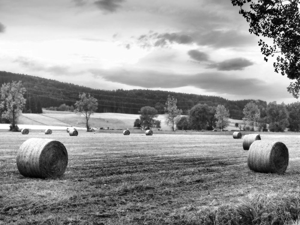 Farming Foto & Bild | landschaft, Äcker, felder & wiesen, raps Bilder ...