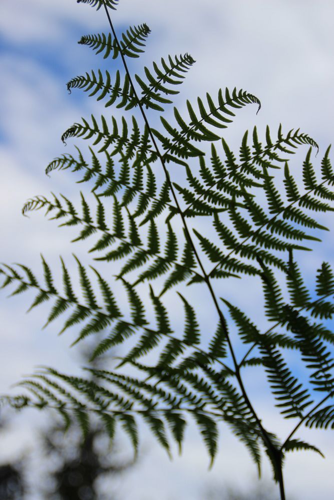 Farn Foto & Bild | pflanzen, samen, natur, pflanzen Bilder auf ...