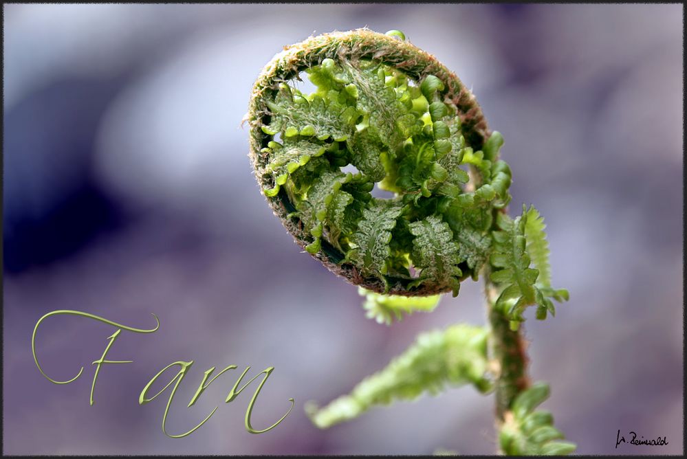 ~ Farn ~ Foto & Bild | pflanzen, pilze & flechten, moose & farne ...