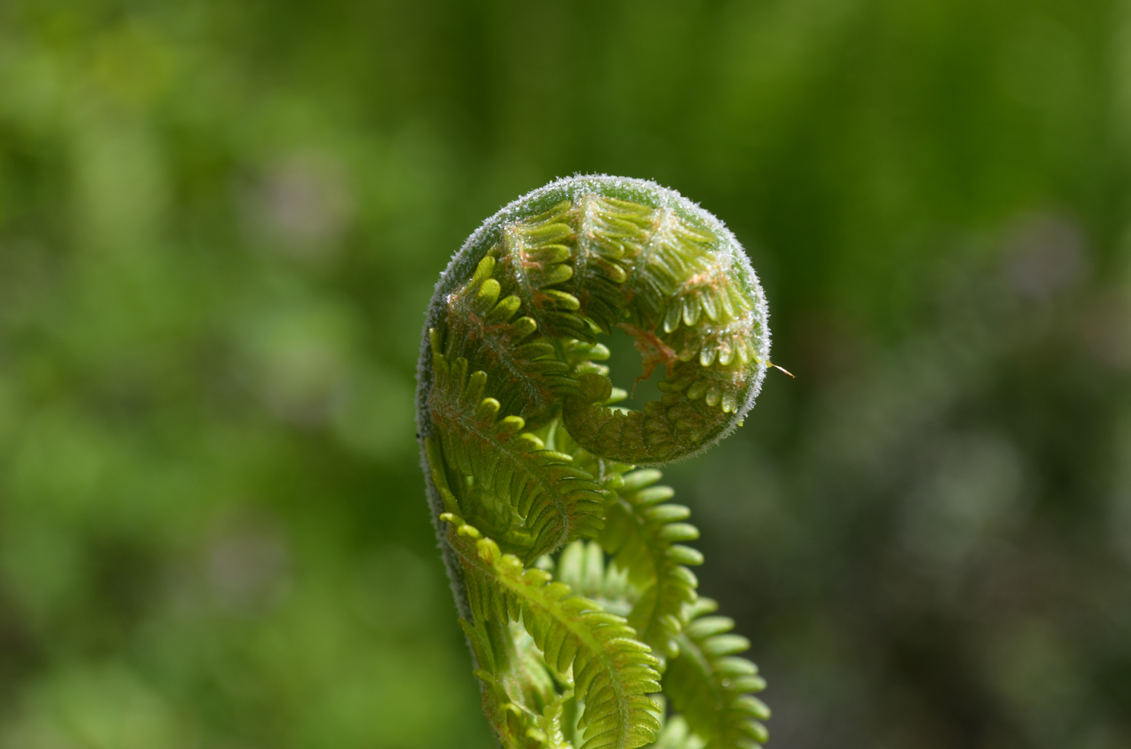 Farn Foto & Bild | pflanzen, pilze & flechten, makro, junger farn ...
